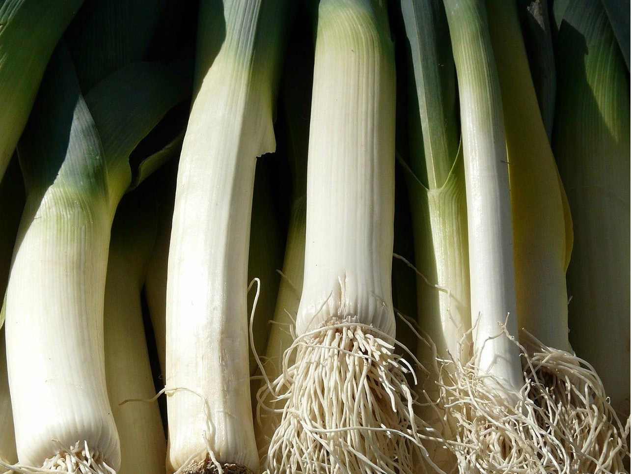 Leek – LifeForce Seeds
