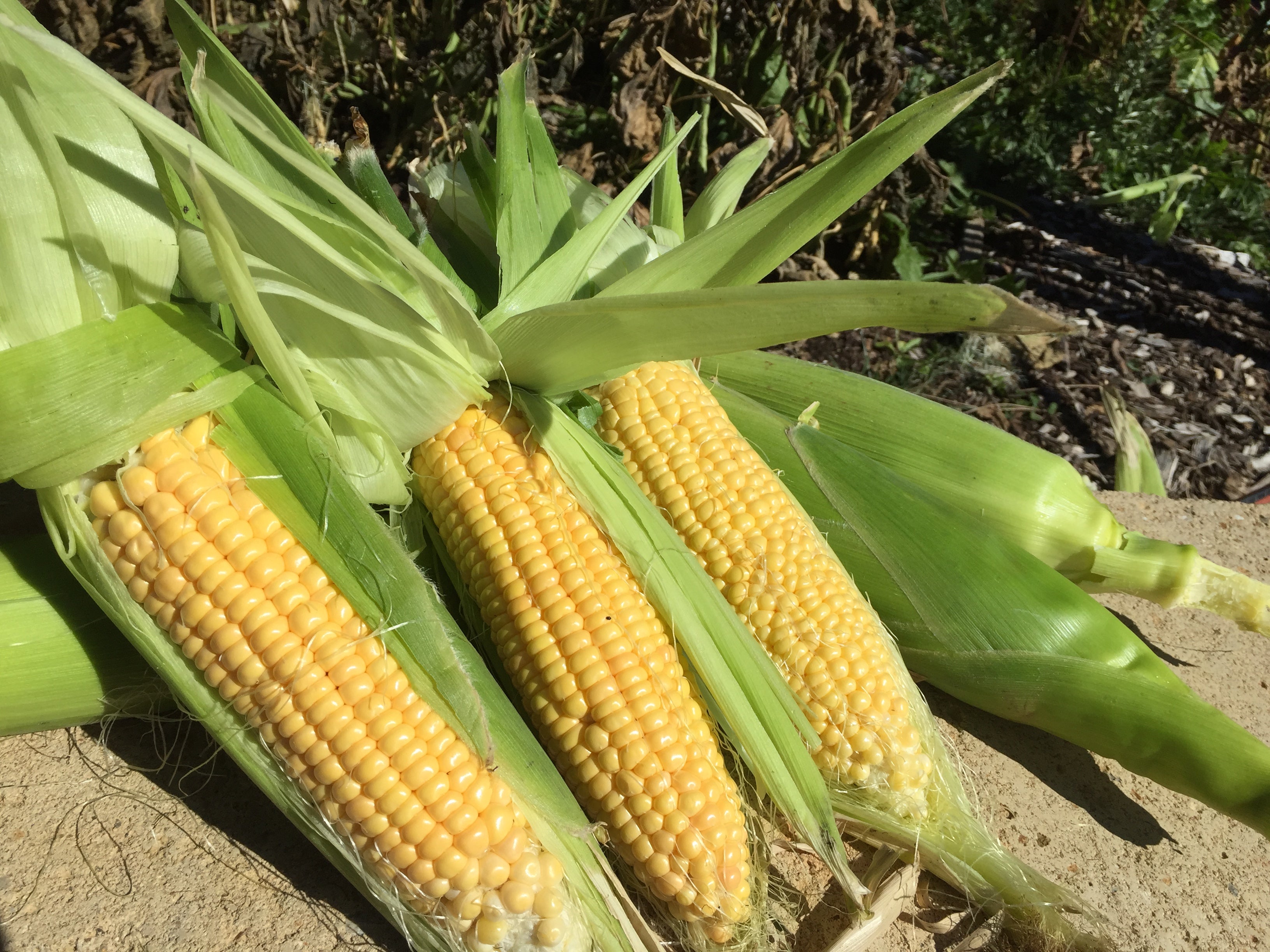 Corn – LifeForce Seeds