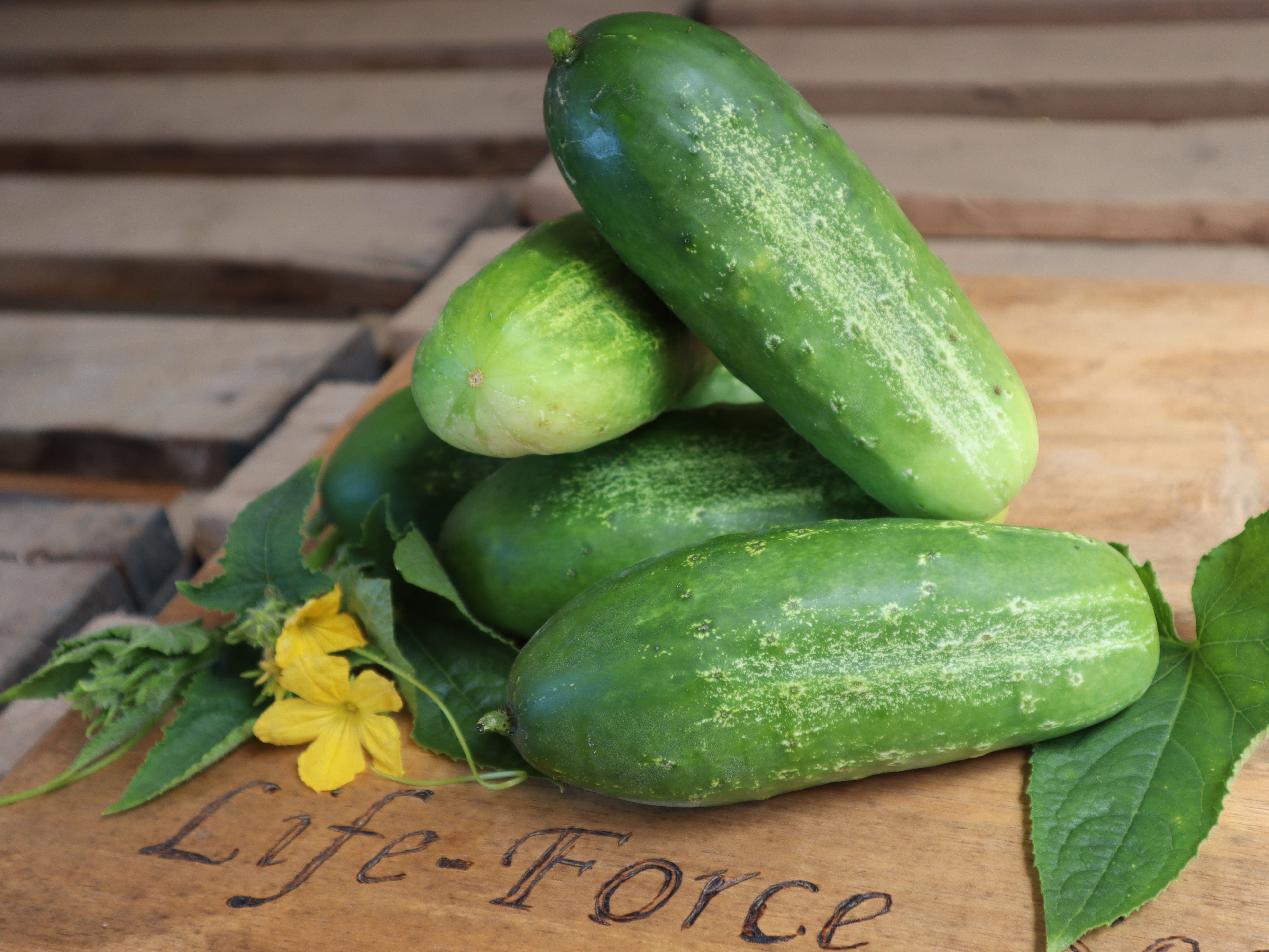 Cucumber, Boston Pickling – LifeForce Seeds