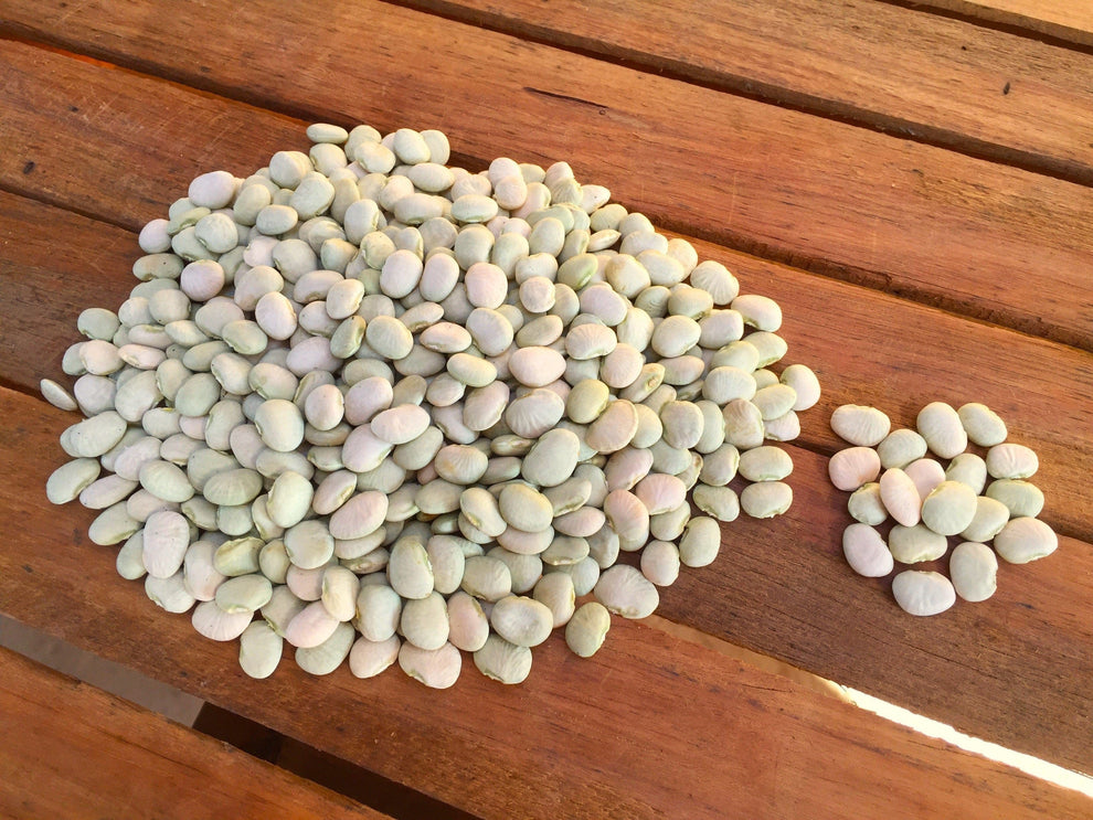Bean Bush Lima, Baby Thorogreen – LifeForce Seeds