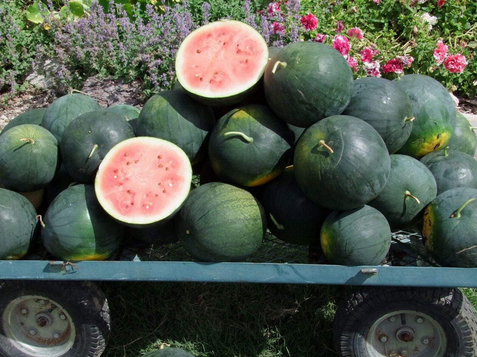 Watermelon, Blacktail Mountain – LifeForce Seeds
