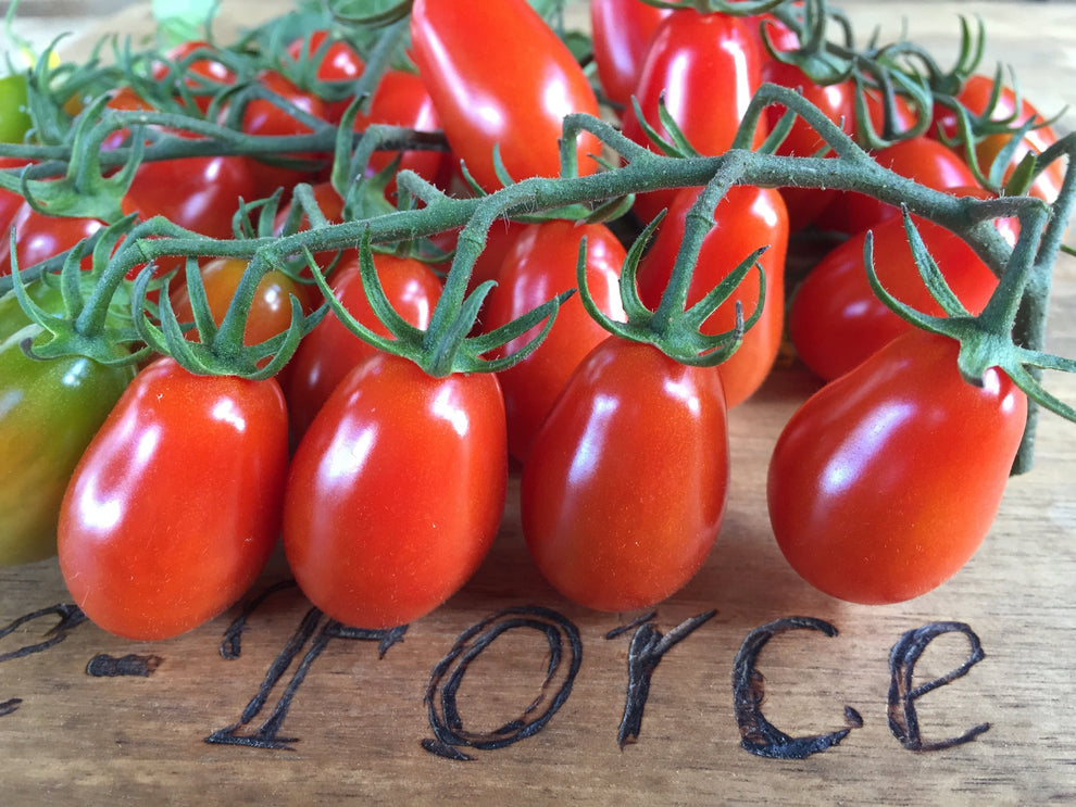 Tomato, Mini Roma Truss – LifeForce Seeds