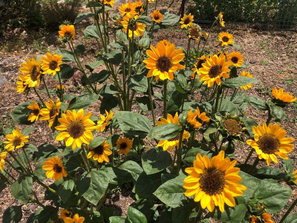 Sunflower Sonja – LifeForce Seeds